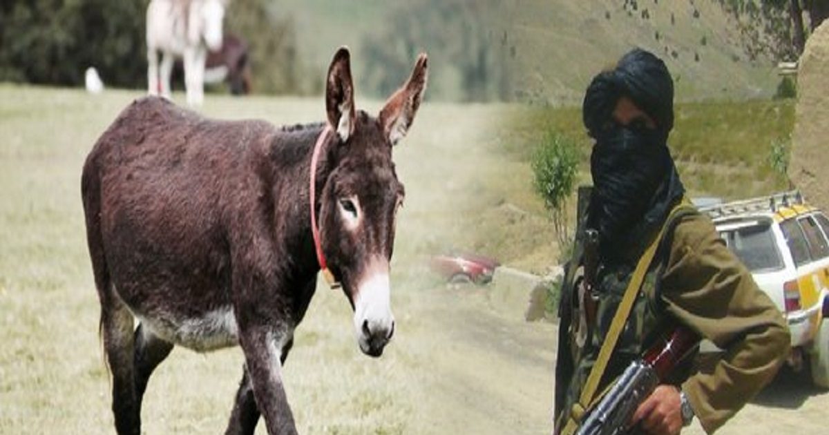 Video: मस्जिद में घुसा गधा तो मच गया बवाल, 51 लोगों की हो गई हत्या ...