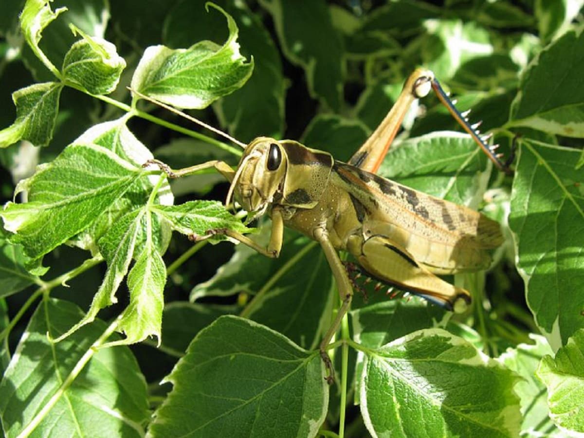 अभूतपूर्व मात्रा में पौधों को खा रहे हैं कीड़े- शोध - insects are ...