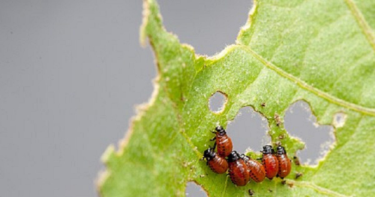 अभूतपूर्व मात्रा में पौधों को खा रहे हैं कीड़े- शोध - insects are ...