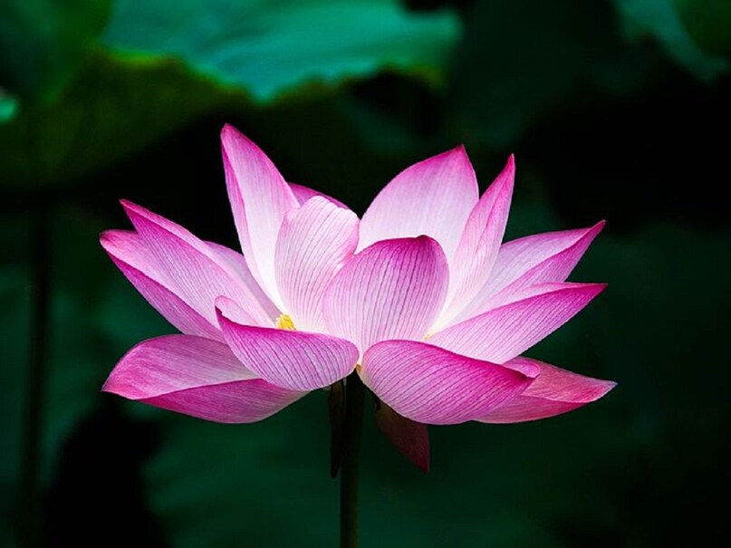 अपने जीवन चक्र में कैसे पनपता है कमल का फूल? - how does a lotus flower ...