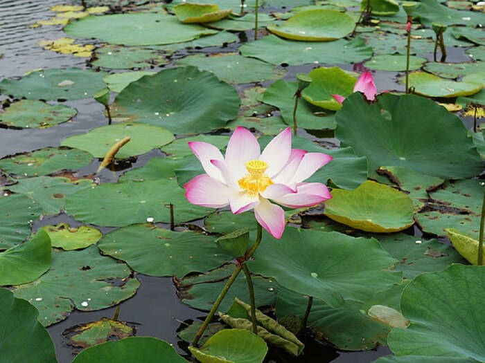अपने जीवन चक्र में कैसे पनपता है कमल का फूल? - how does a lotus flower ...