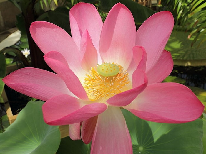 अपने जीवन चक्र में कैसे पनपता है कमल का फूल? - how does a lotus flower ...