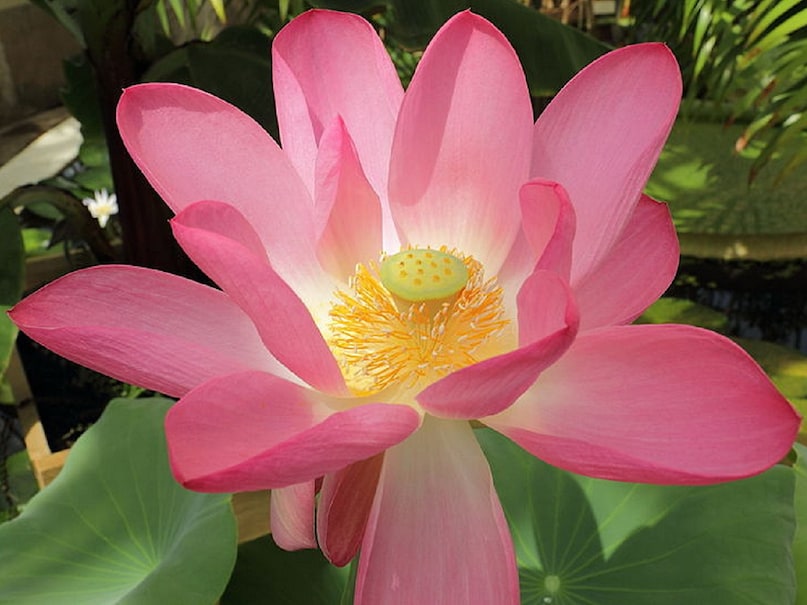 अपने जीवन चक्र में कैसे पनपता है कमल का फूल? - how does a lotus flower grow in their life cycle ...