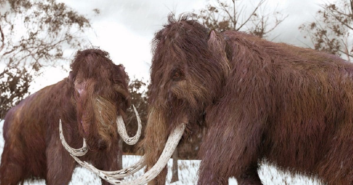 अमेरिका की CIA क्यों कर रही है मैमथ को जिंदा करने वाली कंपनी में निवेश ...