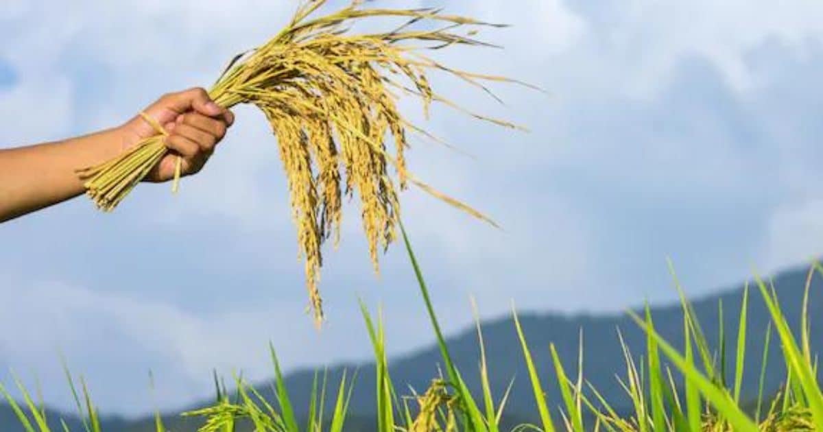 PM Fasal Bima Yojana : बारिश से खराब हो गई फसल तो निराश न हों किसान ...