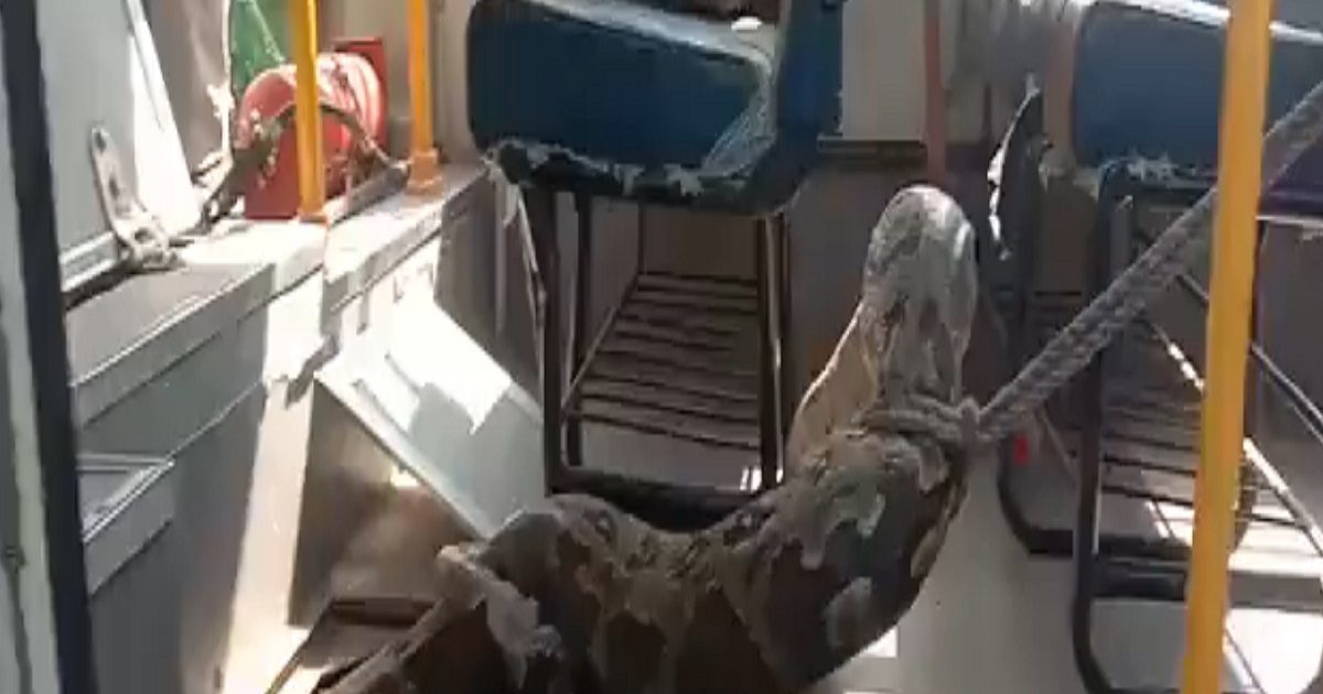 समूची बकरी निगलकर स्कूल बस में चढ़ गया 11 फीट लंबा अजगर, देखें VIRAL ...