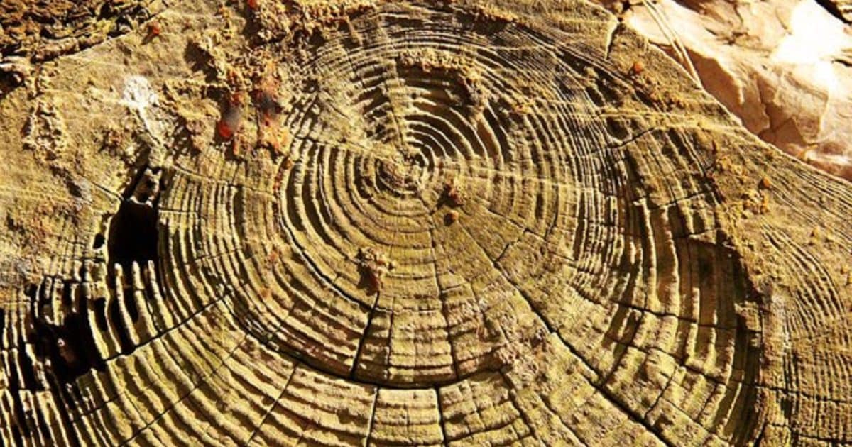 हर हजार साल में आते हैं खगोलीय तूफान, पेड़ों के छल्लों पता चलता है इनका ...