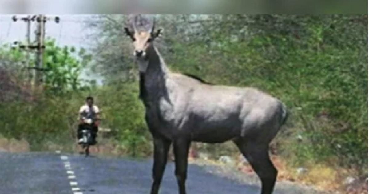UP News: अब सांड या नीलगाय के हमले में हुयी मौत भी राज्य आपदा, जानें ...