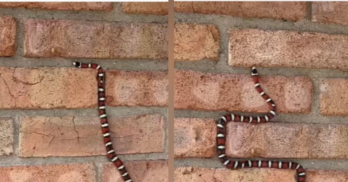 ईंट की दीवार पर चढ़ता दिखा सांप, तो सबको आ गई छोटे से मोबाइल फ़ोन के ...