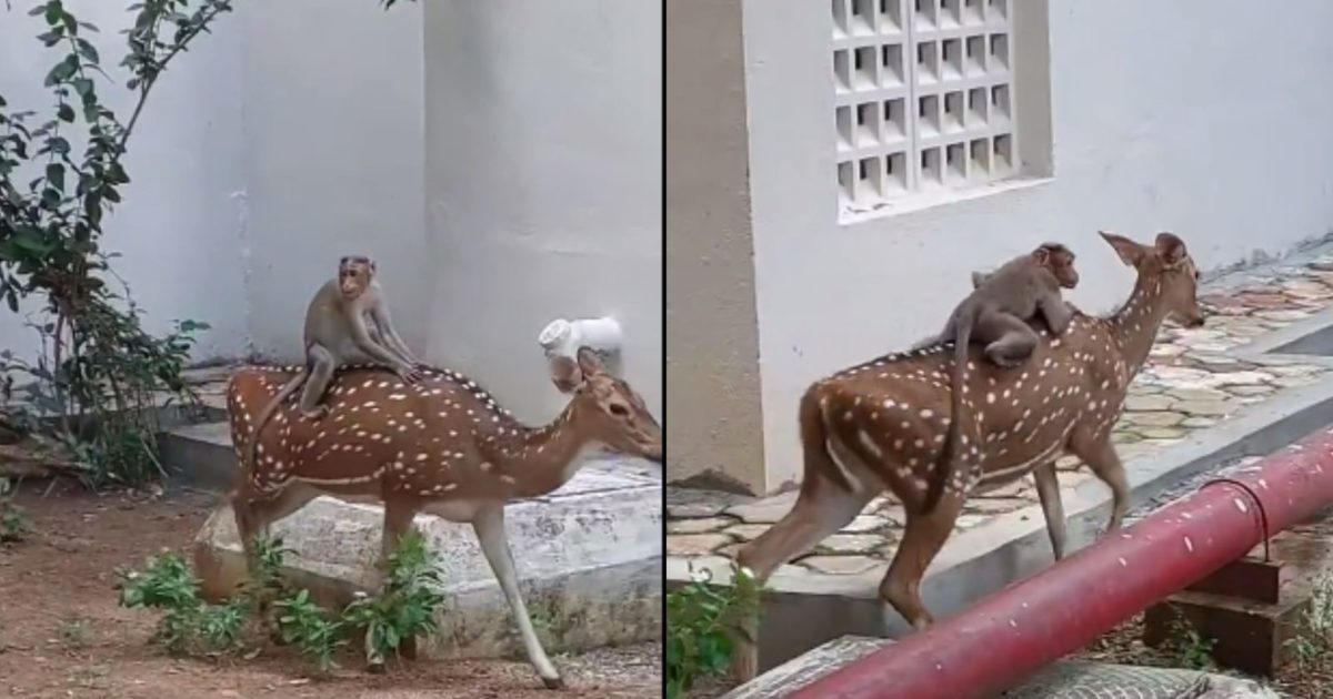 हिरण की पीठ पर सैर पर निकला बंदर तो लोगों ने कहा- मगरमच्छ की पीठ छोड़ ...