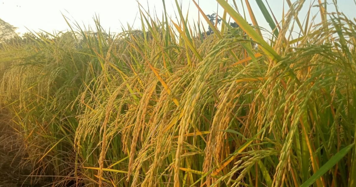 Basmat Paddy Rate: बंपर भाव, उत्‍पादन भी अच्छा, बासमती धान उगाने वाले ...
