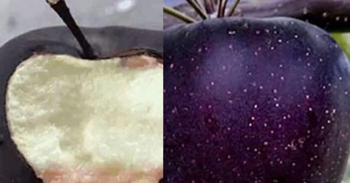 काले सेब को देखकर मत समझ लीजिएगा सड़ा! एक की कीमत है 500 रुपये से ...