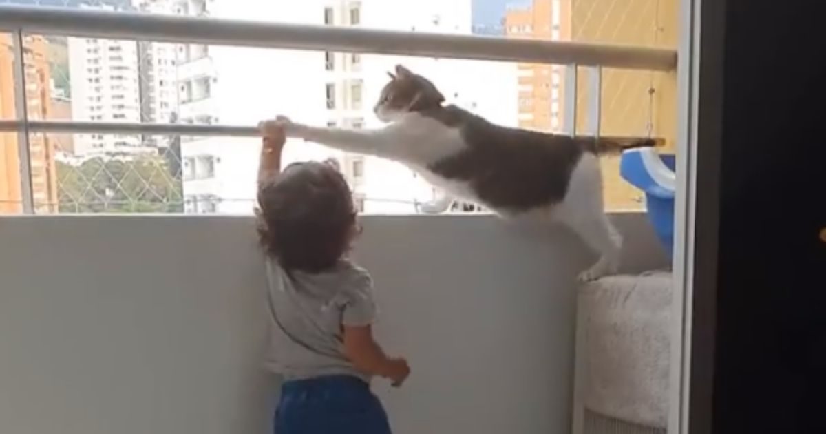 'बॉडीगार्ड' बन गई बिल्ली! बालकनी पर लटक रहे बच्चे का हटाने लगी हाथ ...