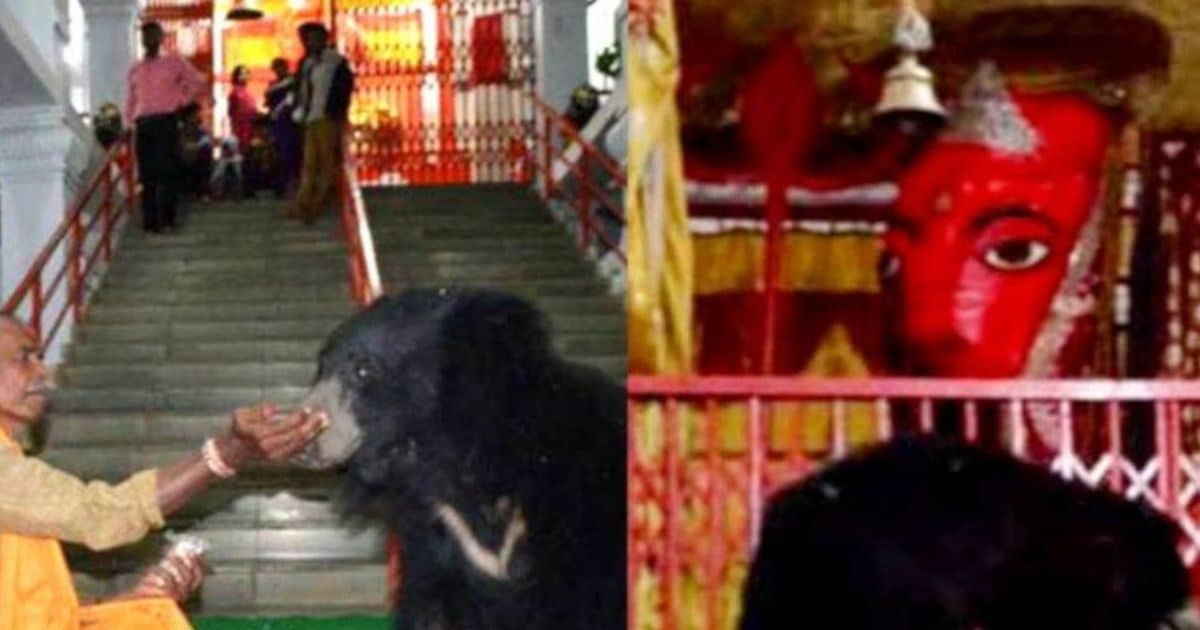 अनोखा मंदिर जहां देवी की आराधना करने आता है भालू का पूरा परिवार! मां की ...