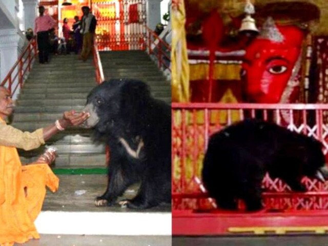 अनोखा मंदिर जहां देवी की आराधना करने आता है भालू का पूरा परिवार! मां की ...