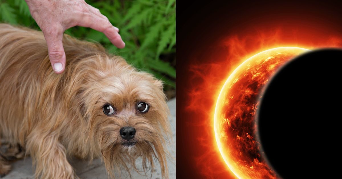 सूर्य ग्रहण में अपना ही नहीं, Pet Dog का भी रखें ध्‍यान, उन पर भी पड़ ...