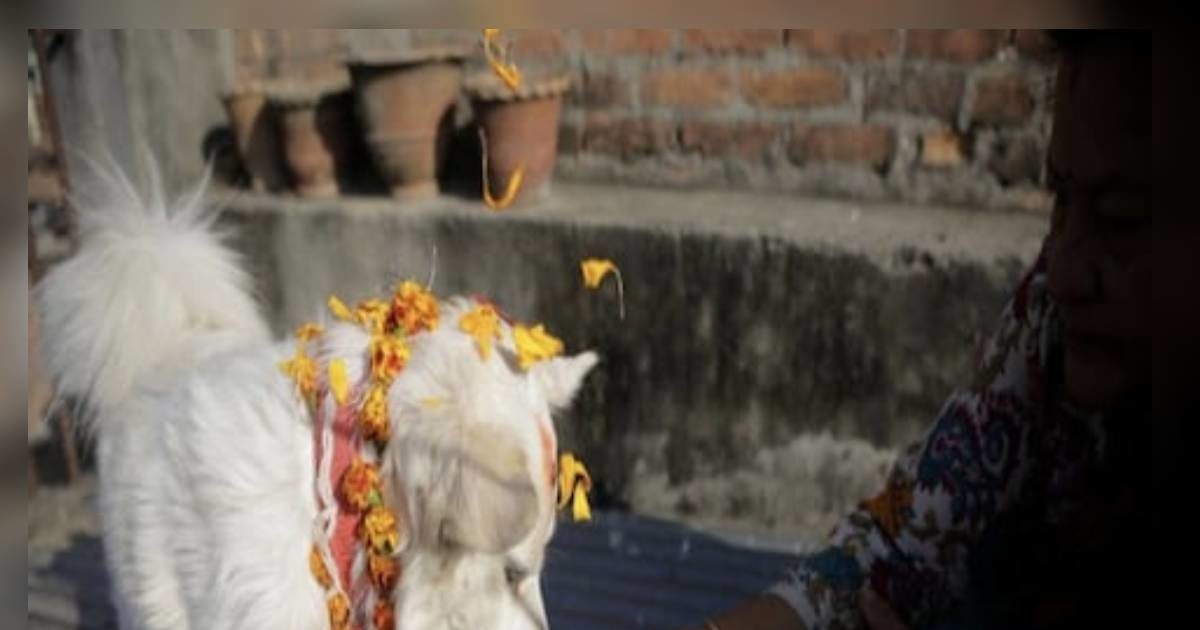 Diwali 2022: यहां दीपावली पर खुल जाती है कुत्तों की किस्मत, फूल-माला ...