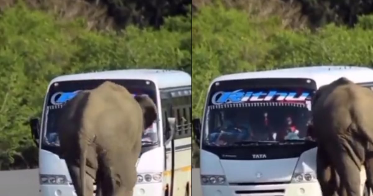 यात्रियों से भरी बस के सामने आ गया हाथी, दरवाजे के अंदर घुसा दिया सूंड ...