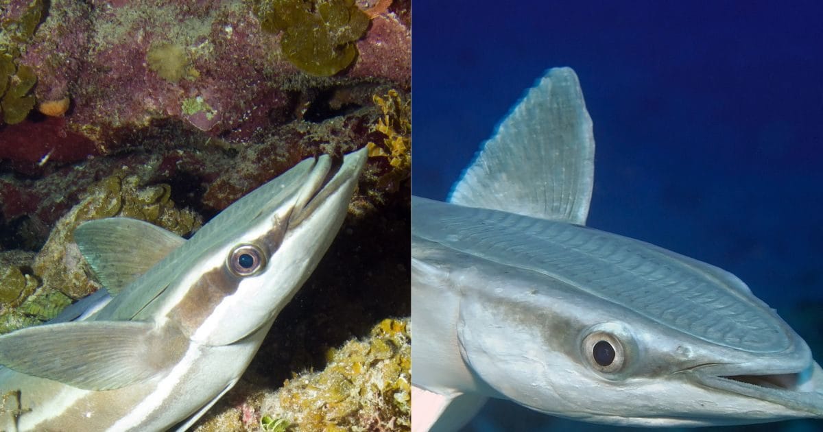 दूसरे समुद्री जीवों के शरीर पर चिपक जाती है ये मछली, चुंबक जैसी होती है ...