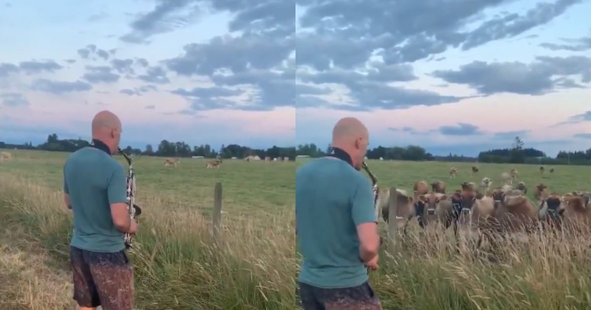 शख्स ने बजाया ऐसा संगीत कि सुनकर दौड़ी आईं गाय; किसी ने वीडियो को बताया ...