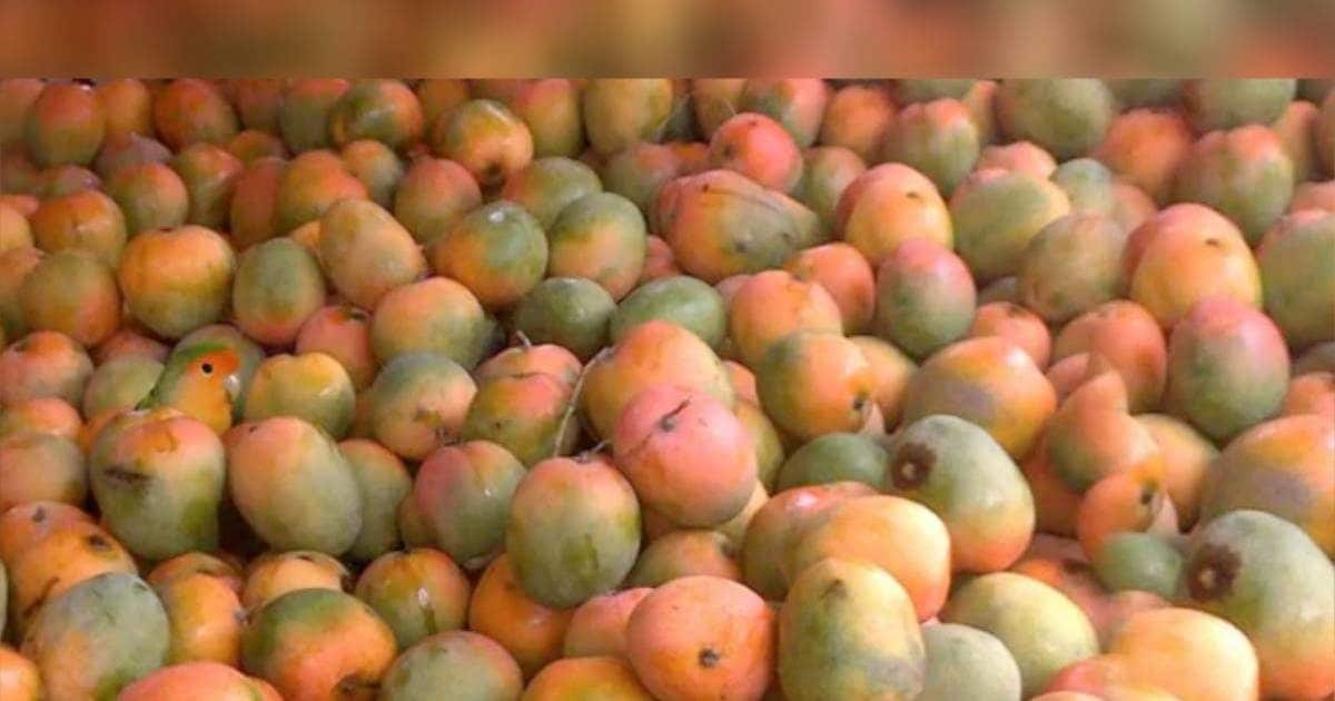 आमों के बीच में कहीं छिपा हुआ है तोता, तेज़ नज़र वाले ढूंढ लेंगे सिर्फ ...