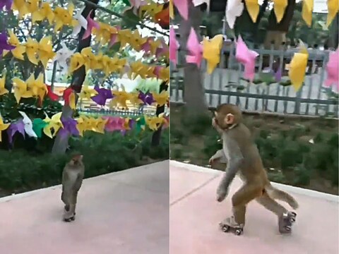 कभी बंदर को स्केटिंग करते देखा है? वीडियो में जानवर ने दिखाई कमाल की ...