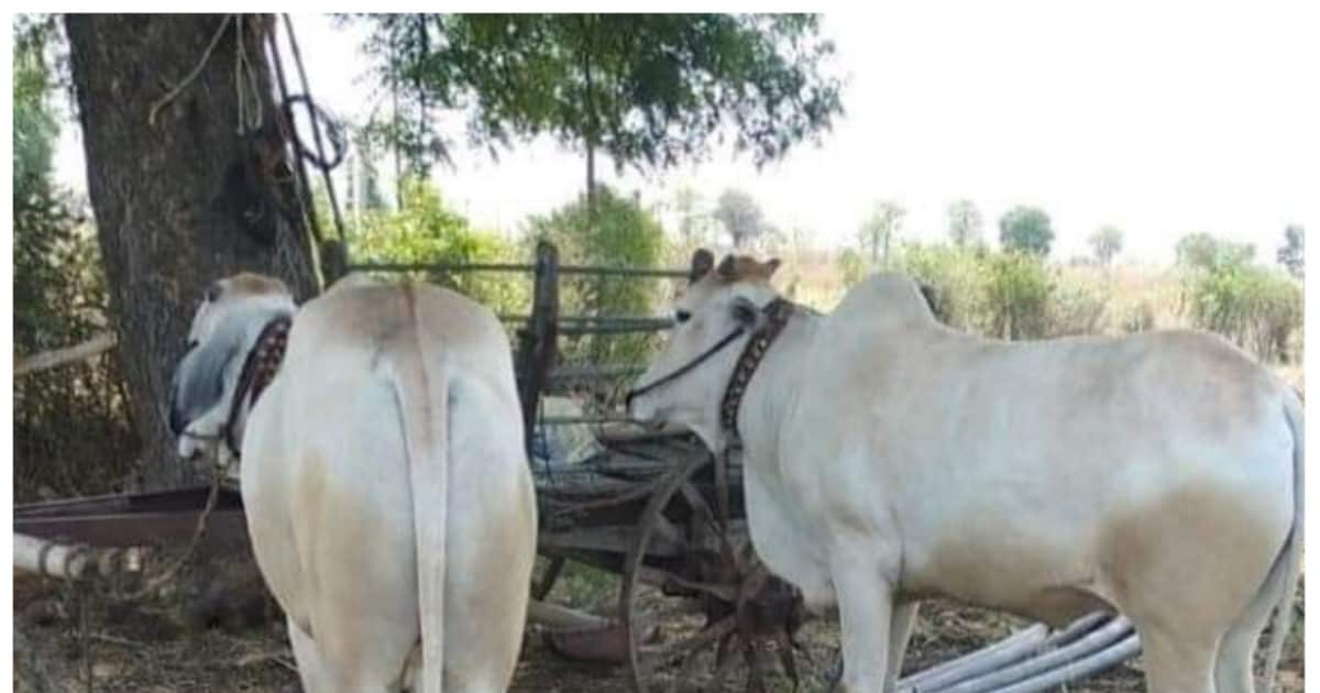 नागौरी बैल: घोड़े जैसी खूबसूरती तो कीमत लाखों में, पिकअप के बराबर वजन ...