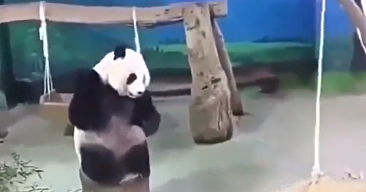 रस्सी से लटक रहे बोरे को लपकने की कोशिश में गिरा पांडा, लोगों ने कहा ...