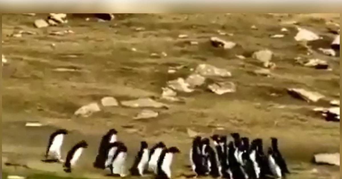 Viral Video: रास्ते में मिले पेंग्विंस के दो ग्रुप, हाल-चाल पूछने के ...