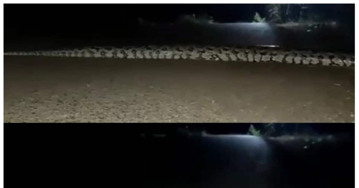 OMG! 22 फुट का अजगर, सड़क की चौड़ाई भी पड़ गई कम, देखें Video - omg ...