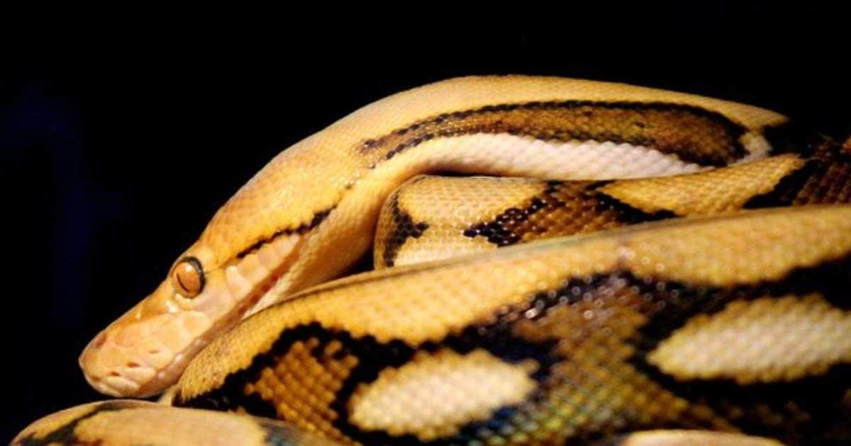 महिला को निगल गया 22 फीट का अजगर, शव की तलाश में लोगों ने किए टुकड़े ...