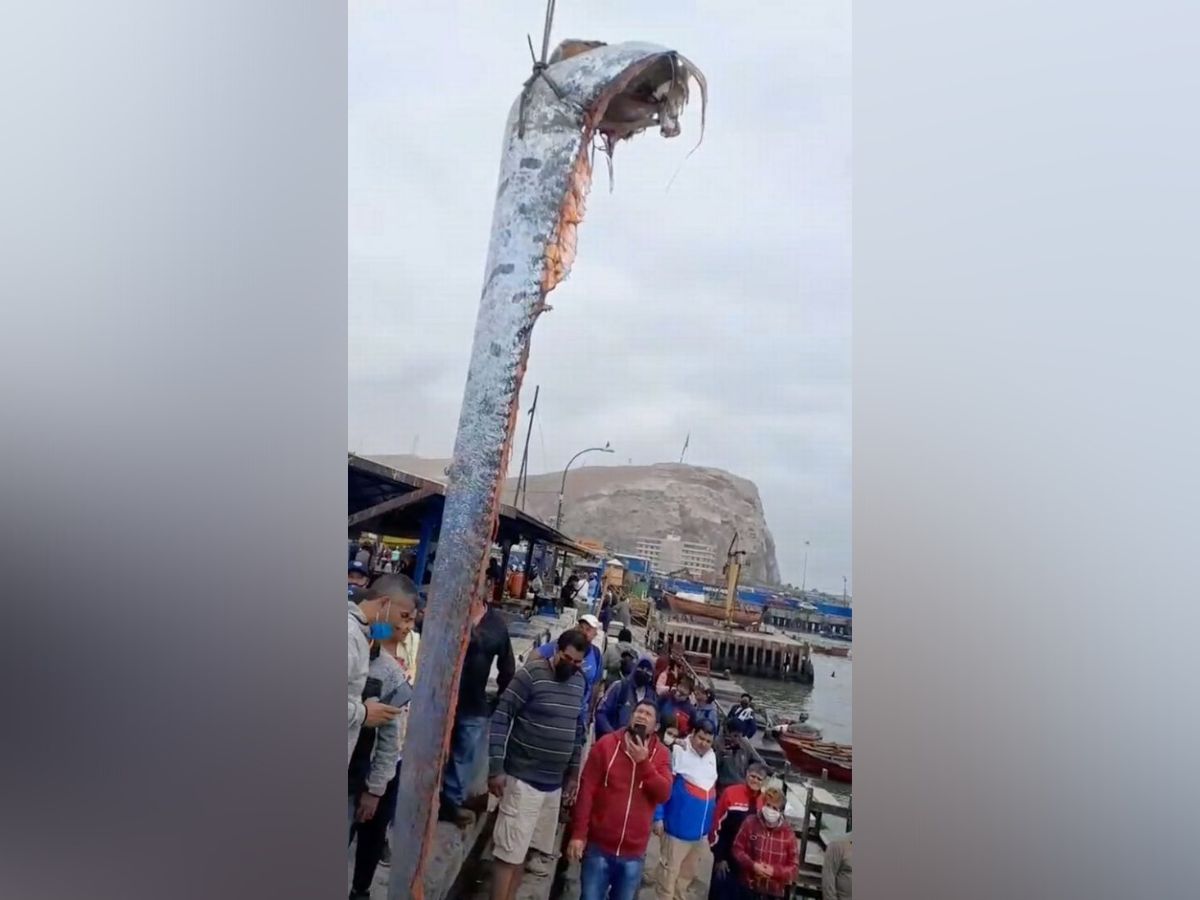 समंदर किनारे मिला 16 फीट लंबा 'दैत्य', सांप-मछली जैसी है बनावट, कई ...