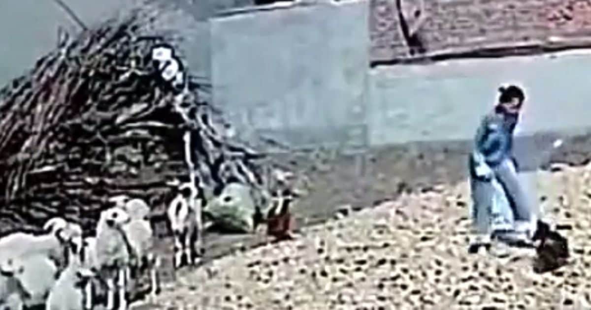 महिला ने मुर्गे को मारा पत्थर तो भेड़ों ने टीम बनाकर सिखाया सबक! IFS ...