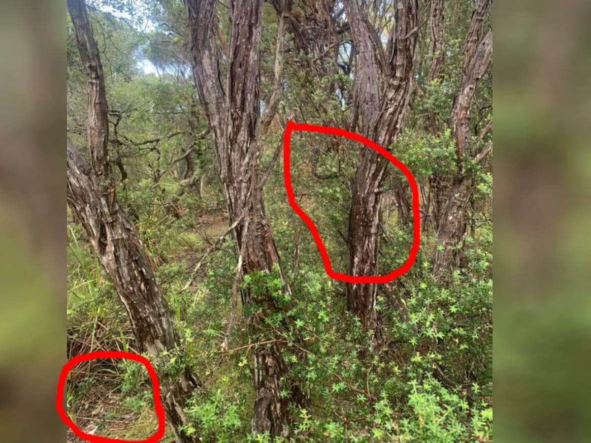 तस्वीर में खोजकर दिखाना है सांप, अगर आंखों पर है नाज़ तो ढूंढकर दिखाइए ...