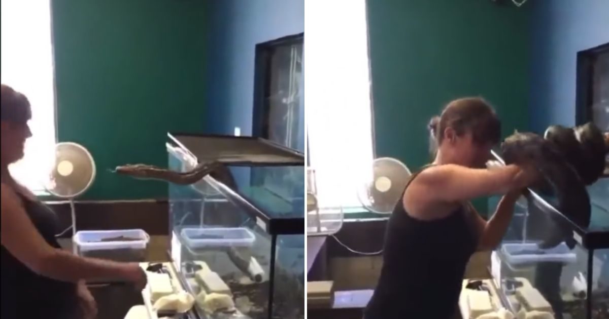 पालतू सांप ने मालकिन पर ही कर दिया हमला, पिंजड़ा खोलते ही जकड़ लिया हाथ ...