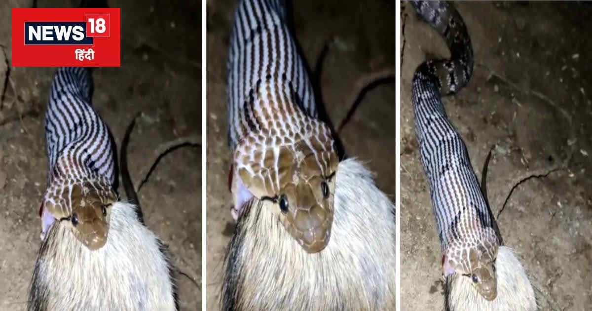 Live Video: सांप ने मोटे-तगड़े चूहे को बनाया अपना निवाला, देखते ही ...