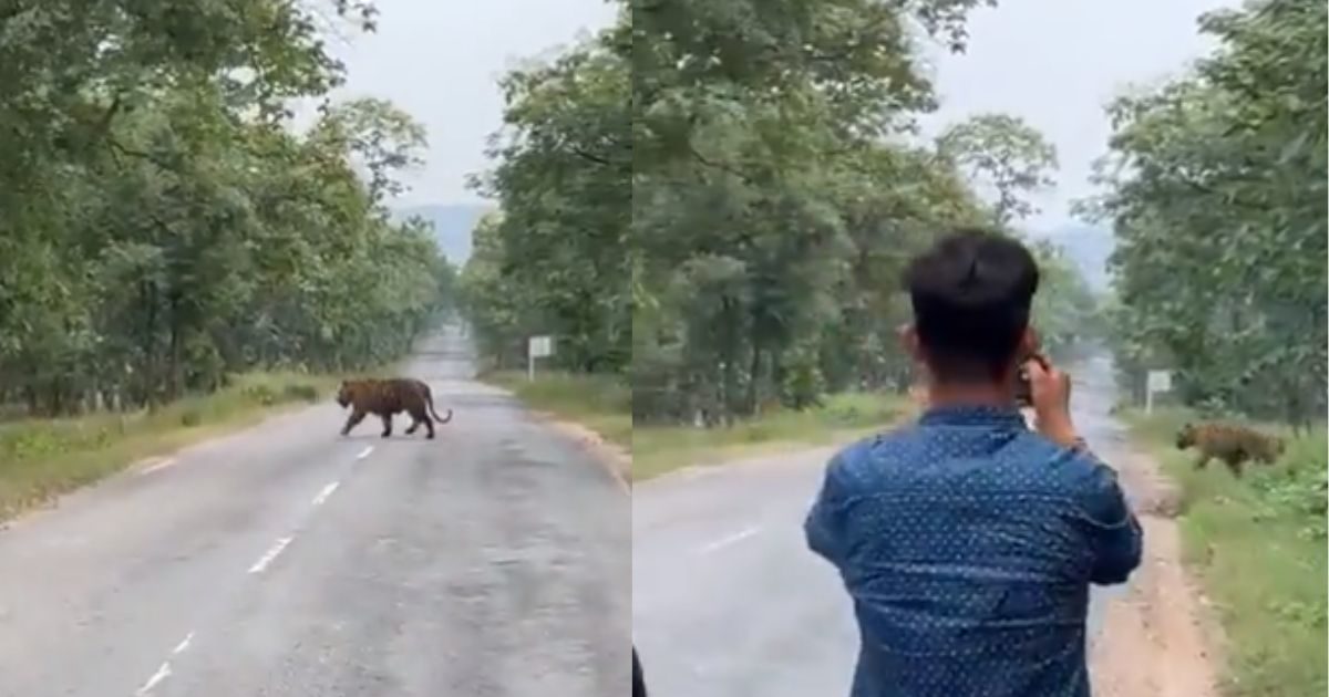 जंगल से गुजर रही रोड पर नजर आ गया बाघ, लोग लेने लगे फोटो! IFS अधिकारी ने कहा- 'वो आपकी जान ले ...