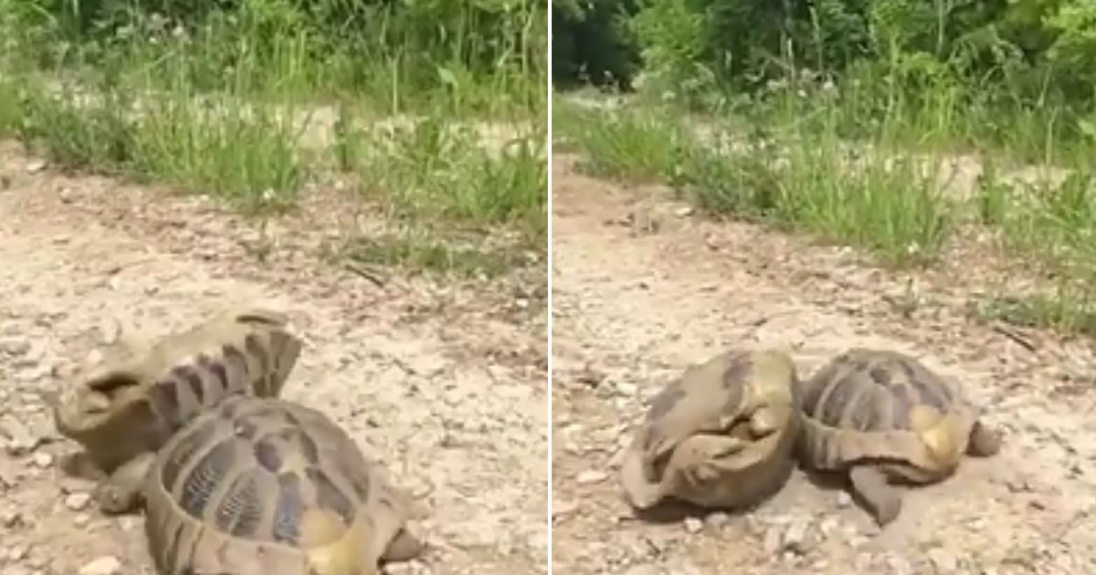 बीच रोड पर पलट गया कछुआ तो साथी ने सिर से मार-मारकर की सीधा करने की ...