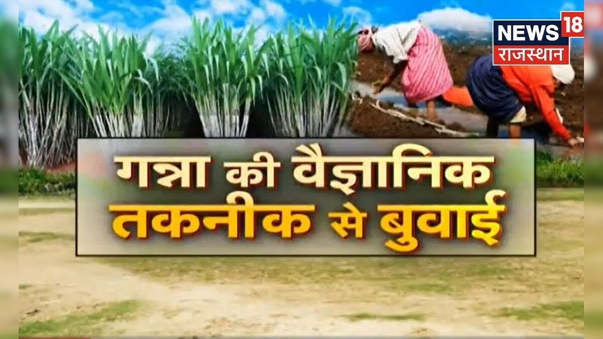 Annadata Sugarcane Farming से किसानों को होगी अच्छी कमाई जानिए कैसे करें वैज्ञानिक तकनीक से