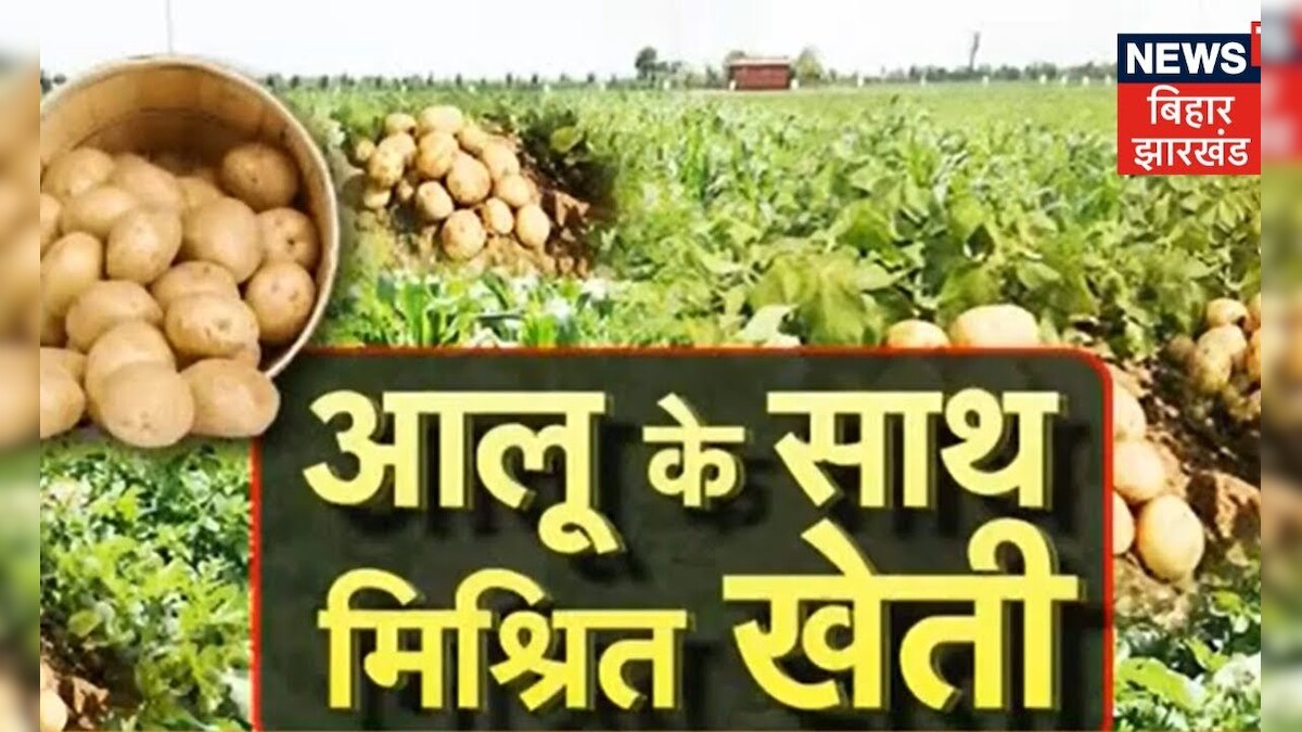 Potato Farming: कृषि विशेषज्ञ से जानें आलू की उन्नत किस्में और बुवाई की ...