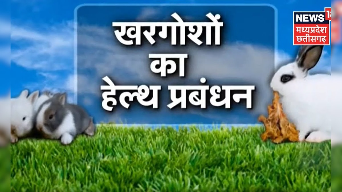 Rabbit Farming Guide | खरगोशोंस में आने वाले रोग और समस्याएं का ऐसे ...