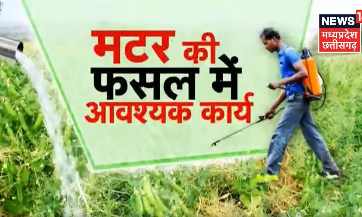 Annadata | मटर की फसल में लगने वाले कीट और रोगों पर कैसे करें नियंत्रण ...