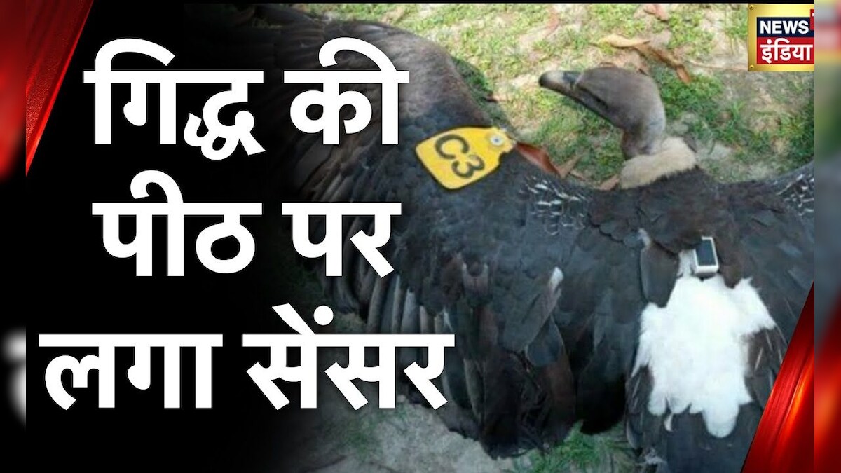 Bihar News गिद्ध के पंजे में रिंग और पीठ पर सेंसर गिद्ध को वन विभाग के हवाले किया Latest