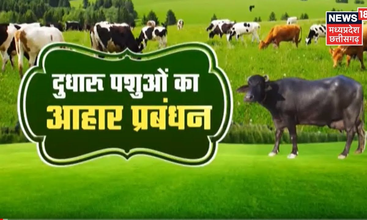 Annadata: दुधारु पशुओं का करें संतुलित आहार प्रबंधन, पशुओं को आहार ...