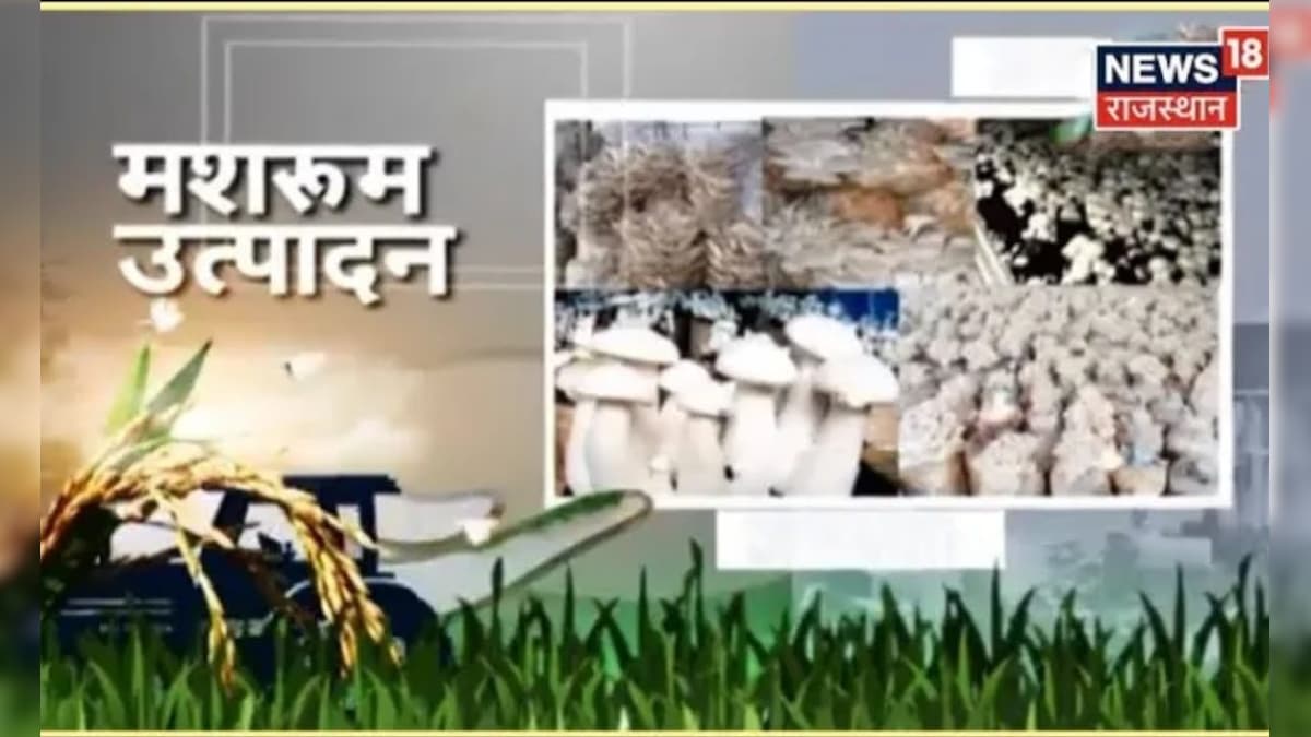 Oyster Mushroom : मशरूम की खेती कर कमाएं ढेरों मुनाफा, जानिए | Mushroom ...