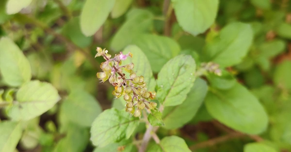 Tree Worship Benefits: इन वृक्षों में निवास करते हैं देवी-देवता, पूजा ...