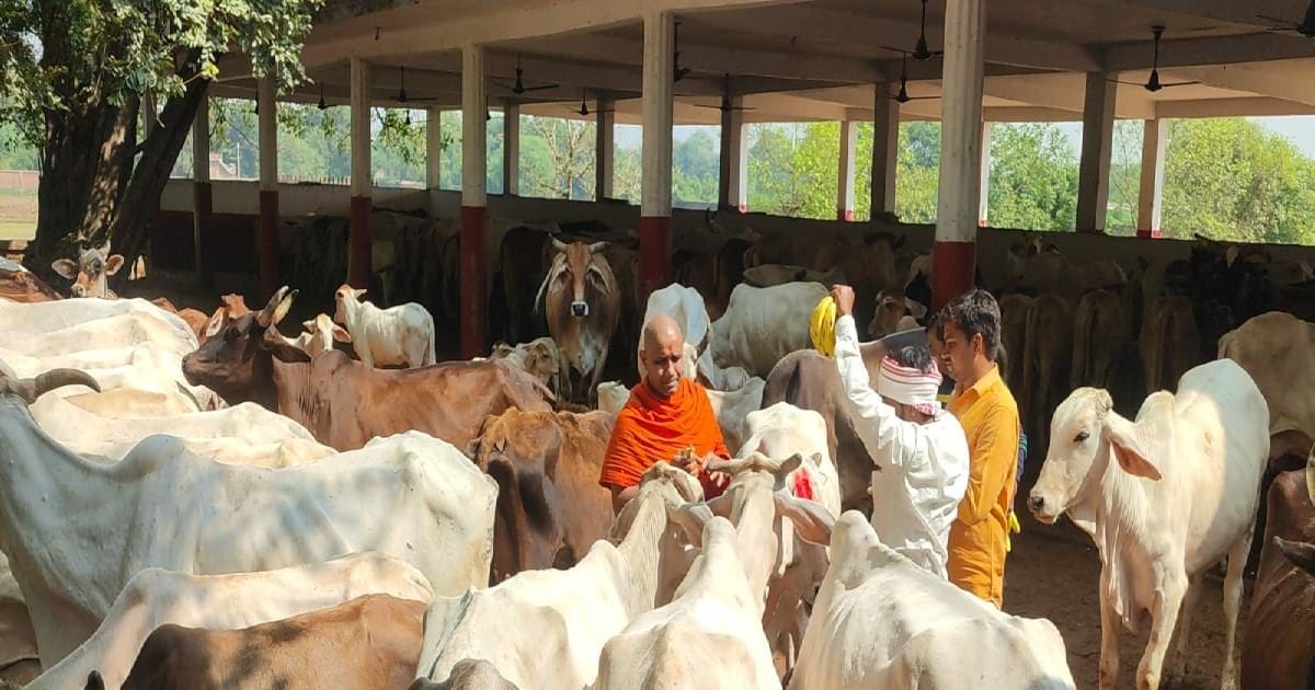 Varanasi Gaushala: 98 सालों से नहीं निकाला गया गायों का दूध, वाराणसी की ...