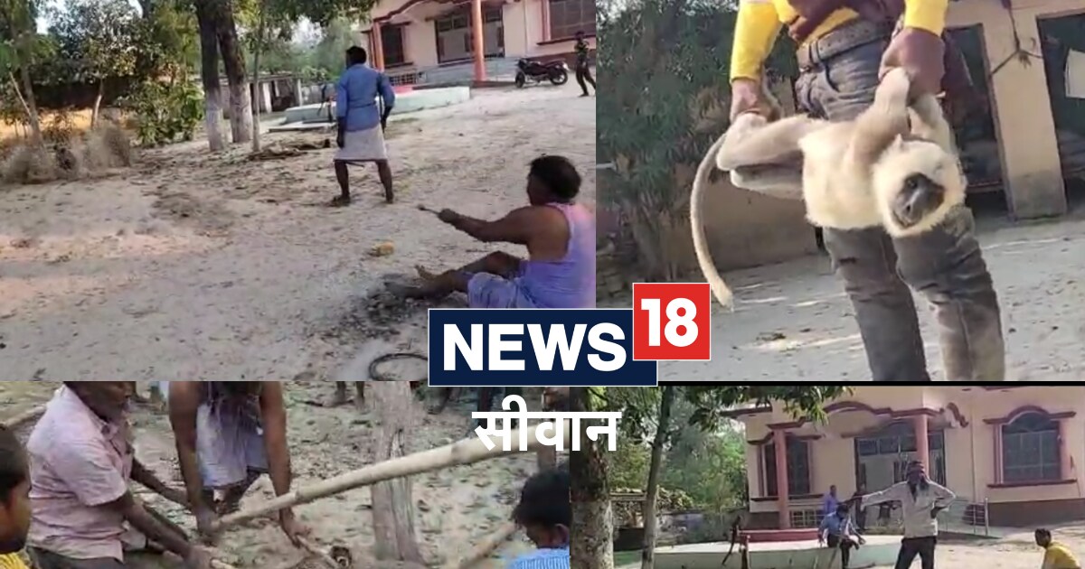 Siwan: सीवान के इस इलाके में बंदरों के आतंक से लोग परेशान, वन विभाग का ...
