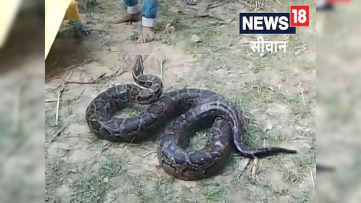 Viral Video: सीवान के इस इलाके में दिखा 15 फीट का अजगर, नहीं पहुंची ... Viral Video: सीवान के इस इलाके में दिखा 15 फीट का अजगर, नहीं पहुंची ...
