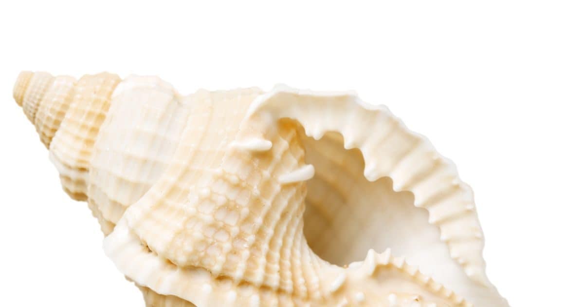 Shankh Puja: पूजा पाठ में शंख को शामिल करना होता है बेहद शुभ, जानें ...